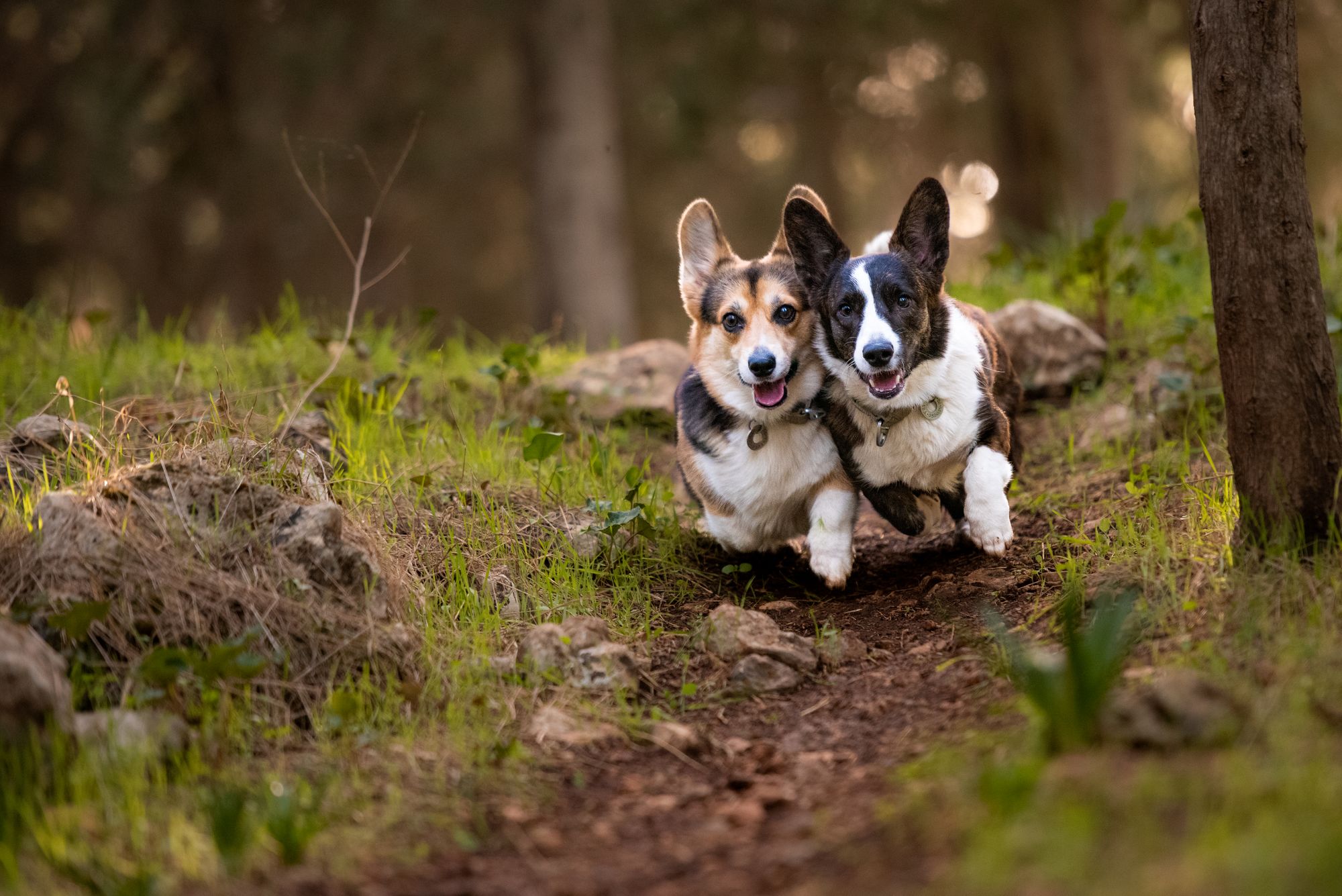 Anakin Skywalker - Питомник «Sababa Shire»